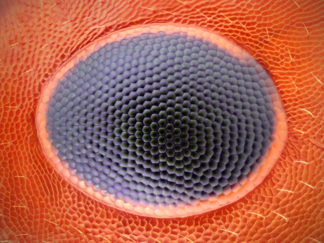 Incredible Insect Eyes | Blog.Nmacro.com